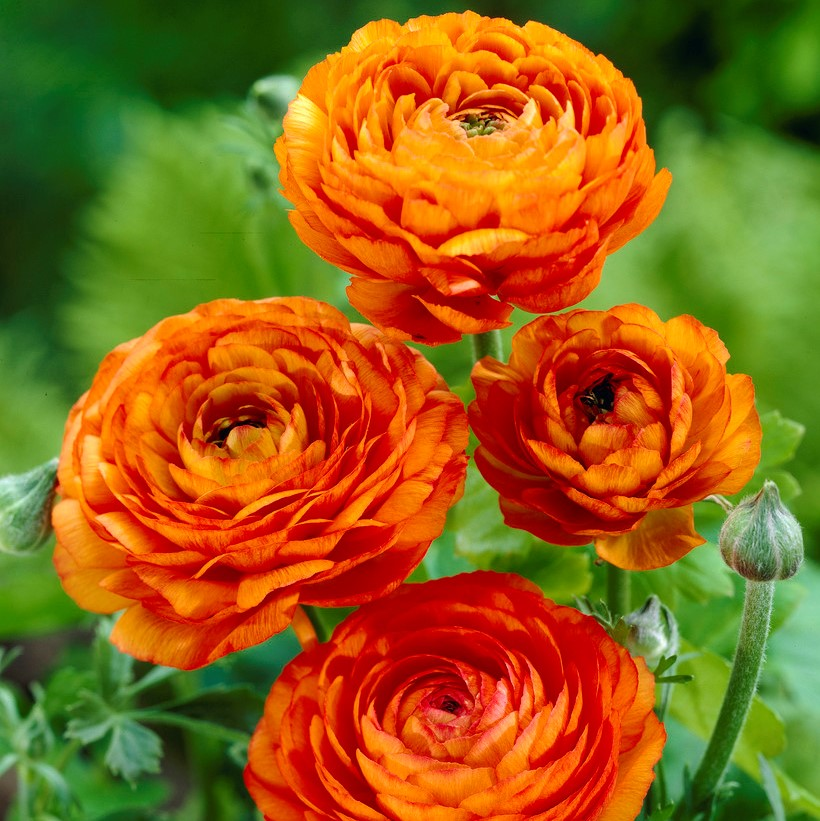 🌸Multicolor Ranunculus Asiaticus Bulbs – aakip.com
