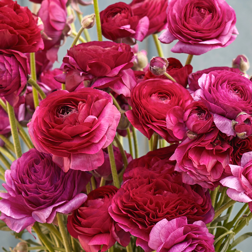 🌸Multicolor Ranunculus Asiaticus Bulbs – aakip.com