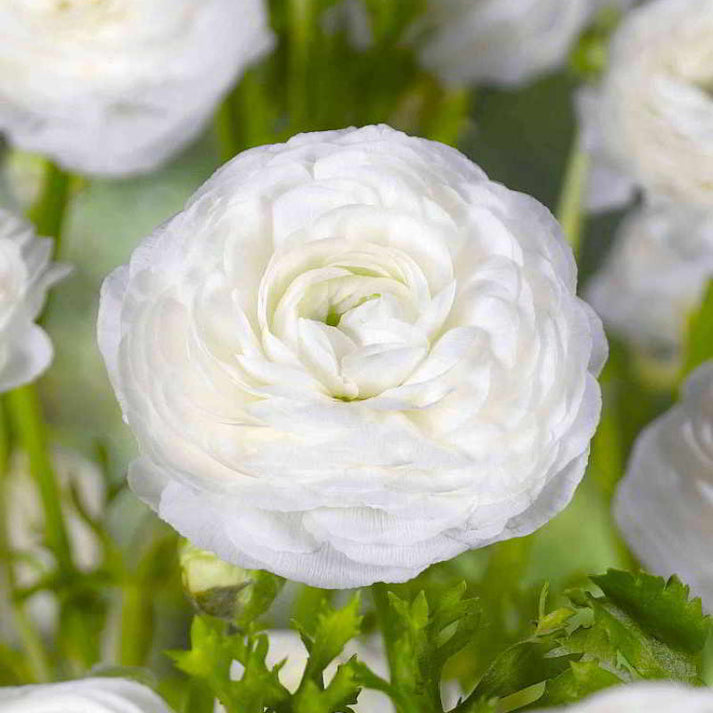 🌸Multicolor Ranunculus Asiaticus Bulbs – aakip.com